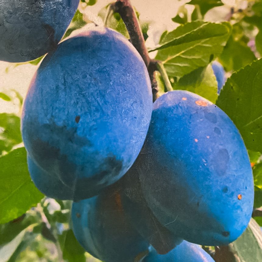 Prun - Vengherca - soi tarziu - Dariu Plant | Pepiniera Pomi si ...